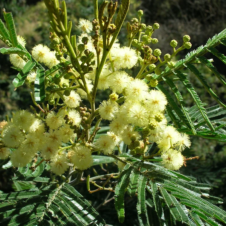 suzannedekel | tocco